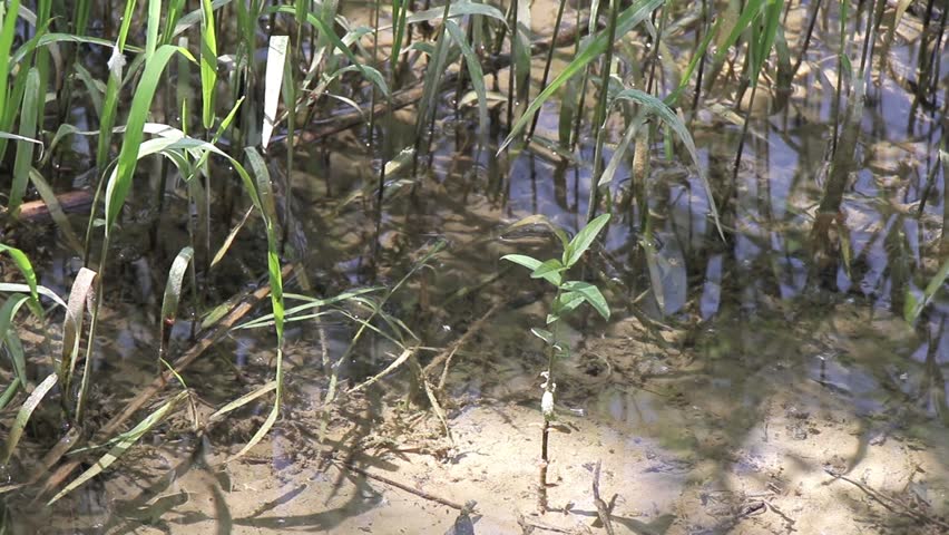 Stock Video Clip of Edge of a lake pond, reeds, plants, | Shutterstock