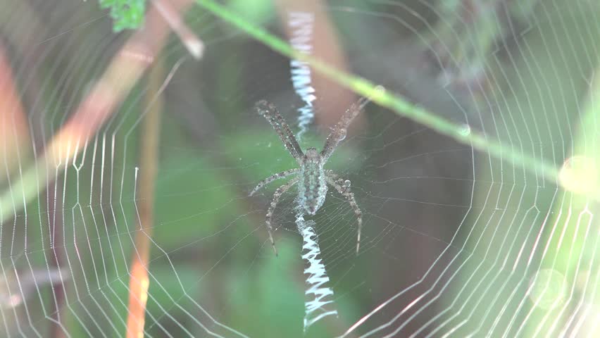 Spider Web Under Microscope
