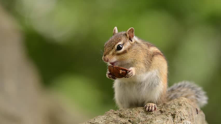 Siberian Chipmunk Eating a Walnut. Stock Footage Video (100% Royalty ...