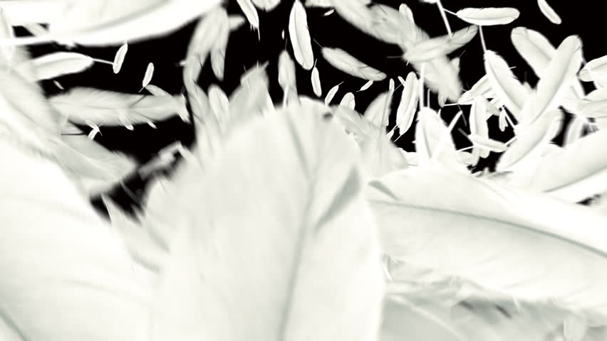 White Feather Transition Alpha Channel Stock Footage Video (100% ...