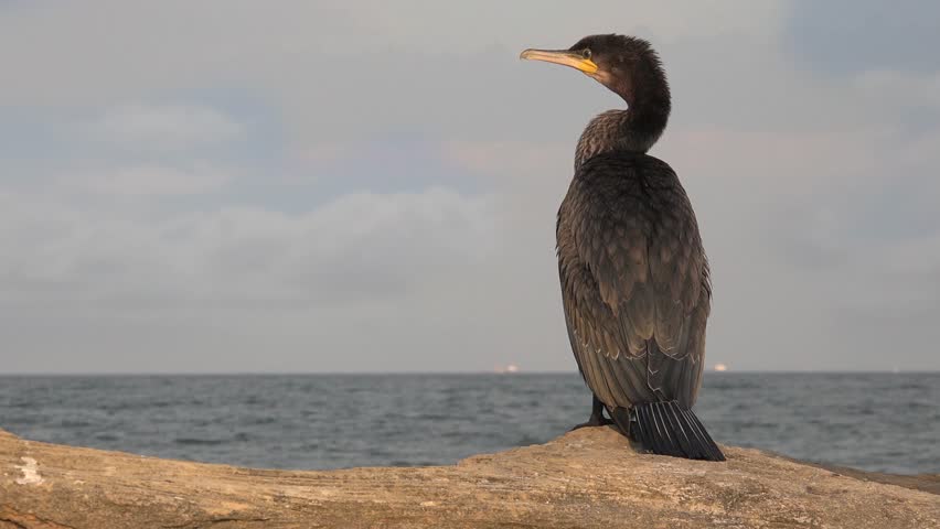 Great Black Cormorant Sits On Stock Footage Video (100% Royalty-free ...