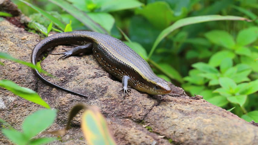 Common Chameleon, Chamaeleo Chamaeleon, Lizard Family Chamaeleonidae ...