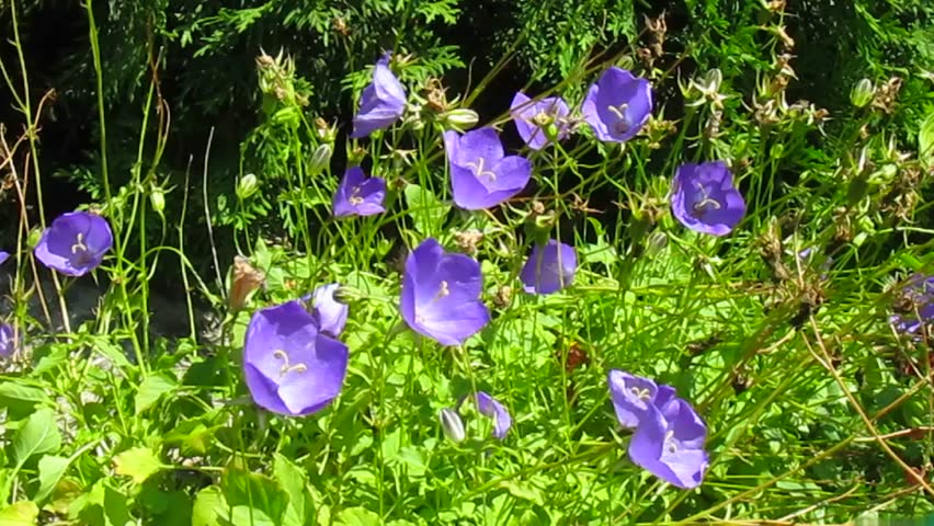 Bell Flowers and Wind. Meadow Stock Footage Video (100% Royalty-free ...