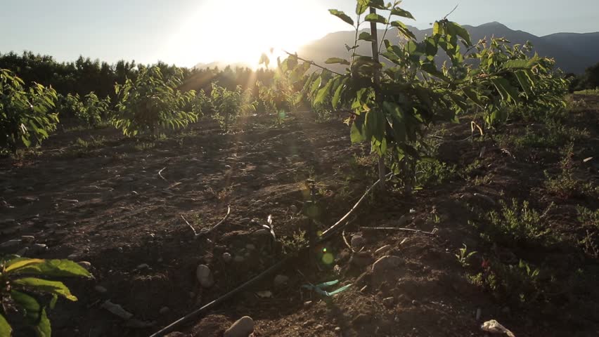 Santiago, Chile - Agricultural Field Stock Footage Video (100% Royalty ...