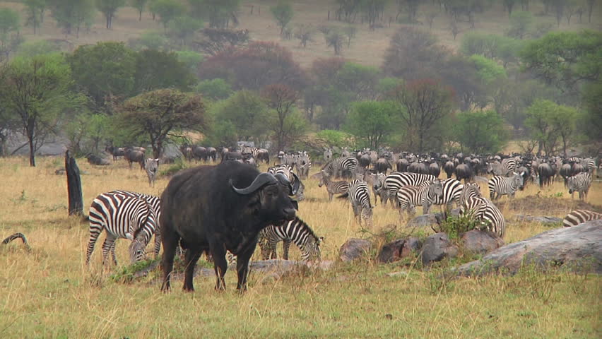 Stock video of cape buffalo grazing in the rain | 7057786 | Shutterstock