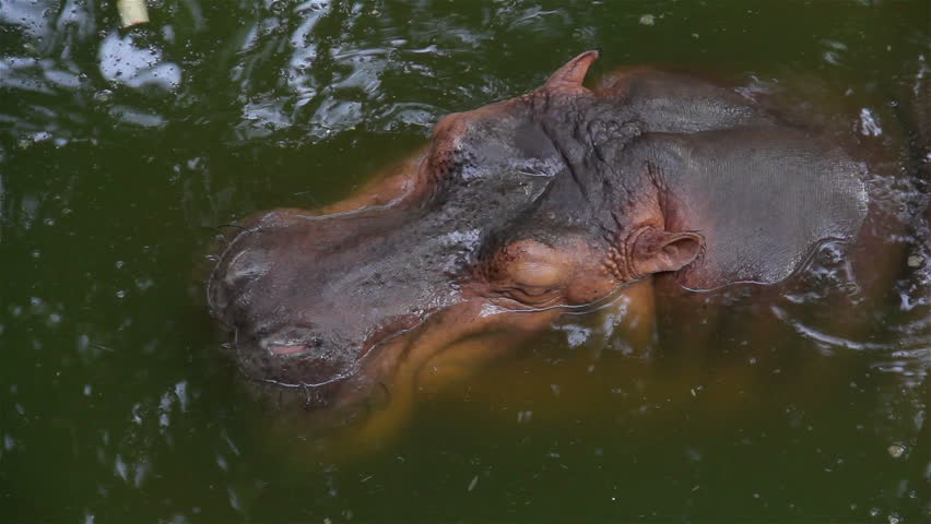 Hippo Floating in the Water Stock Footage Video (100% Royalty-free ...