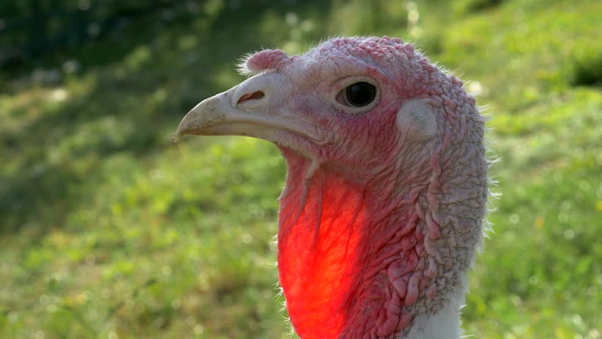 Turkey Bird High Definition Head Stock Footage Video (100% Royalty-free ...