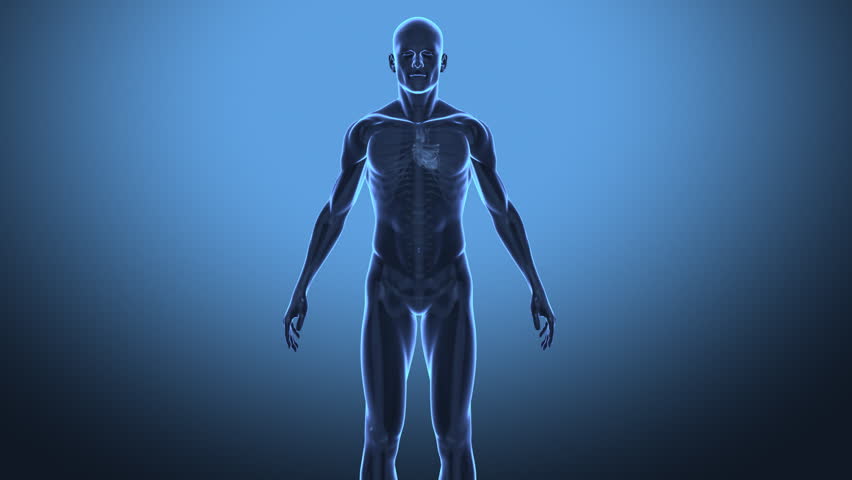 Journey Inside Human Heart with Stock Footage Video (100% Royalty-free ...