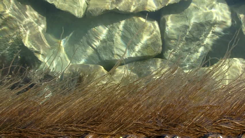 Marine Vegetation. Beautiful Seaweed is Stock Footage Video (100% ...