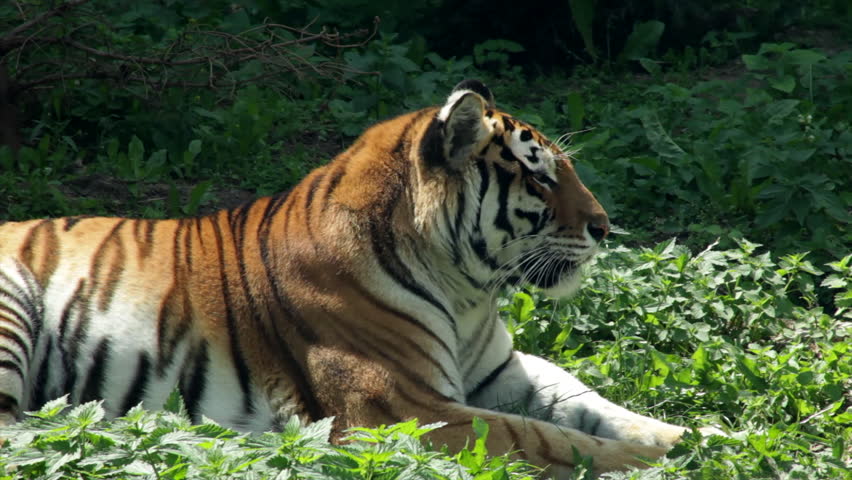 A Calm Sunlit Siberian Tigress, Stock Footage Video (100% Royalty-free ...