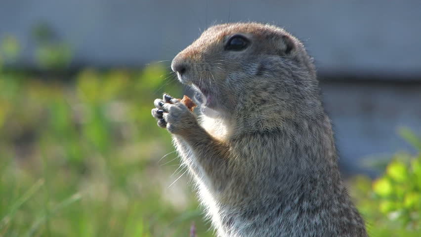 Portrait of a Gopher. Stock Footage Video (100% Royalty-free) 766876 ...