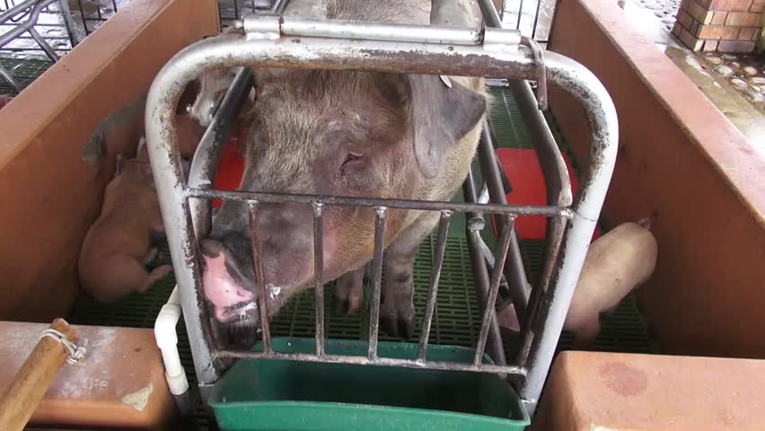 Caged Pigs, Sows, Swine Stock Footage Video (100% Royalty-free) 7679296 ...