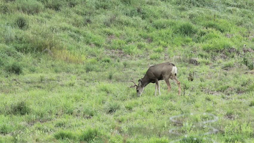 A Four Point Mule Deer Buck In A Field Stock Footage Video 7744537 ...