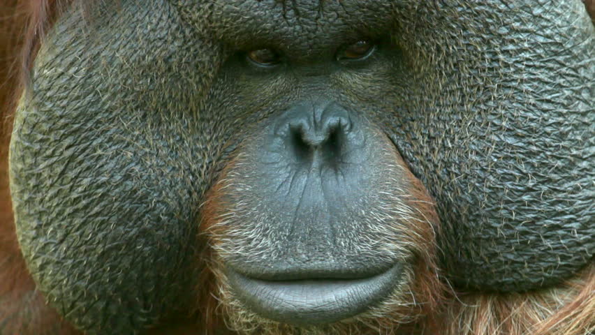 An Orangutan Male Shows His Tongue. Human Like Grimace And Expression ...