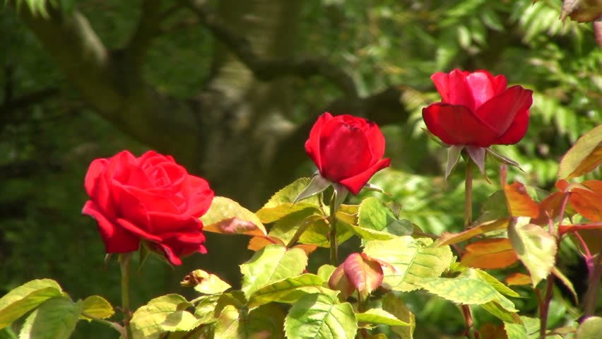 Red Irish Rose 25 Stock Footage Video (100% Royalty-free) 775516 ...