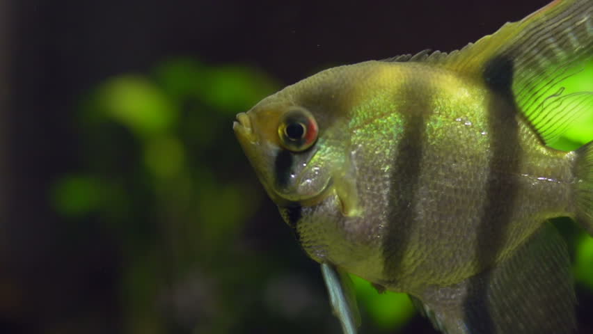 Golden Barb Or Golden Dwarf Barb In Aquarium. The Golden Barb Or Golden ...