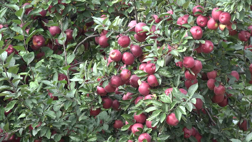 Apples Trees Of Marpha, Mustang, Nepal. Marpha Is Also Know As The ...