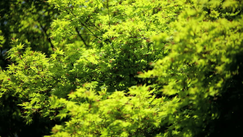 White Mustard (Sinapis Alba) Stock Footage Video 4356344 | Shutterstock