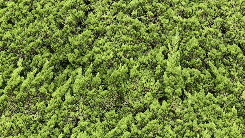 Texture of Evergreen Leaves Bush 스톡 동영상 비디오(100% 로열티프리) 8027926 ...