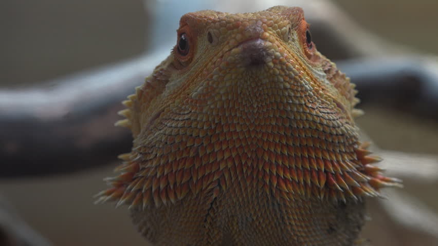 Stock Video Clip of Bearded dragon lizard face, scales, eyes, close ...