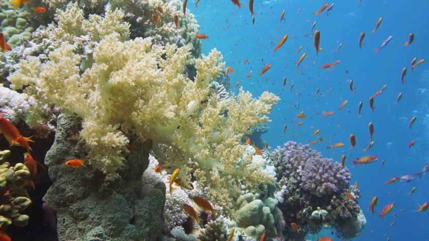 Colorful Underwater Offshore Rocky Reef Stock Footage Video (100% ...
