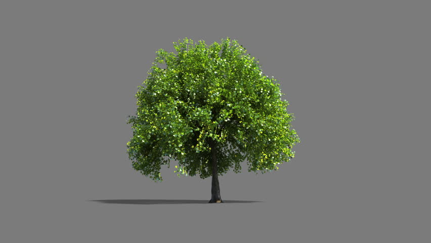 Growing Tree On White Background, Isolated Object. Convenient For ...