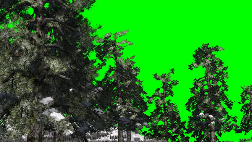 Frozen Trees Blossom And Grow On Frozen Ground On A Green Screen ...