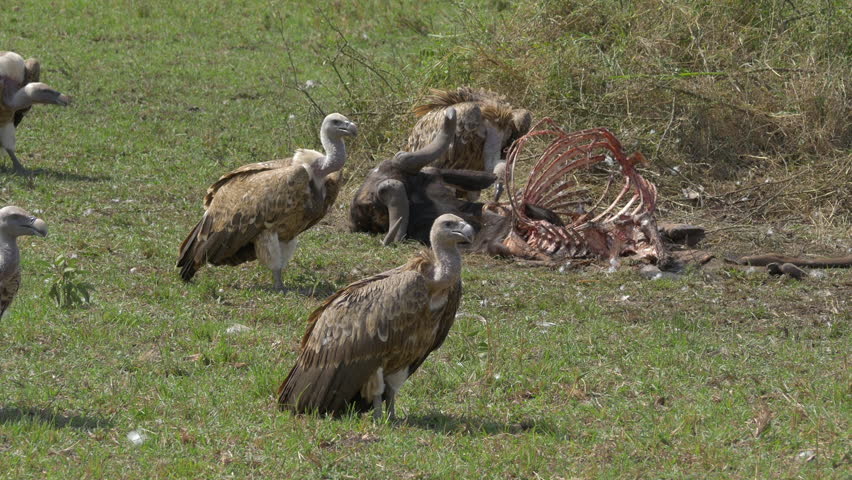 Vultures Stand On A Rotting Corpse In A River. Stock Footage Video ...