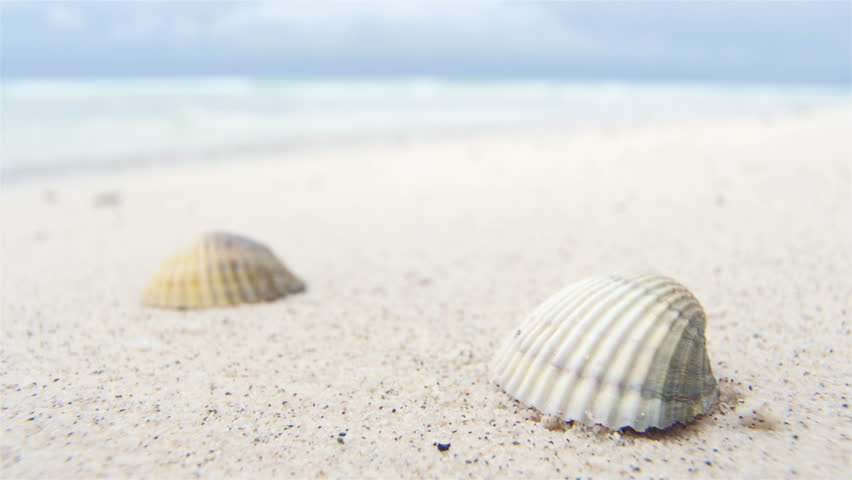Stock video of shells on white beach sand by | 8453836 | Shutterstock