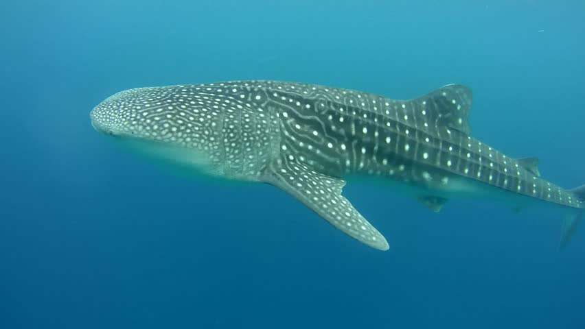 Whale Shark (rhincodon Typus) Bohol Stock Footage Video (100% Royalty ...