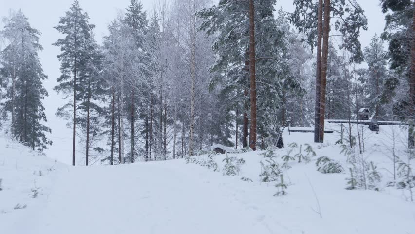 Alaska Snowfall Trees. Trees Covered In Snow After A Blizzard In Alaska ...