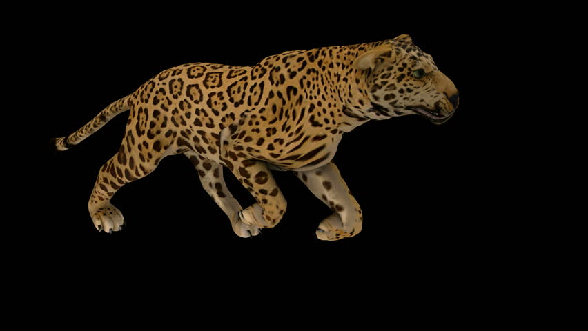 Photo-realistic Looping Jaguar Animation. Alpha Video de stock ...