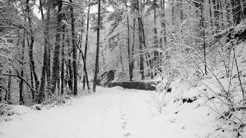 Calm Forest On a Winter Stock Footage Video (100% Royalty-free) 8638906 ...