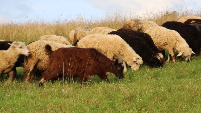 Flock of Sheep On the Stock Footage Video (100% Royalty-free) 8702716 ...