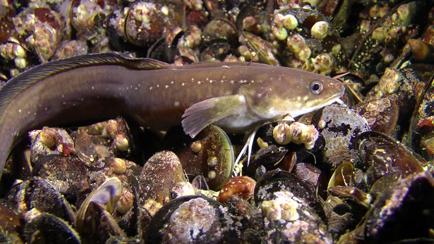 Marine Fish Shore Rocking (gaidropsarus Stock Footage Video (100% ...