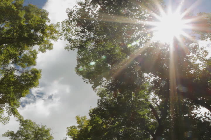 Sunny Summer Trees. Sun Shining Through Branches Of Green Summer Tree ...