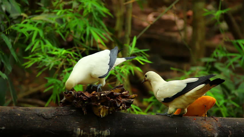 Birds Eating Fruits On Tree Stock Footage Video (100% Royalty-free ...