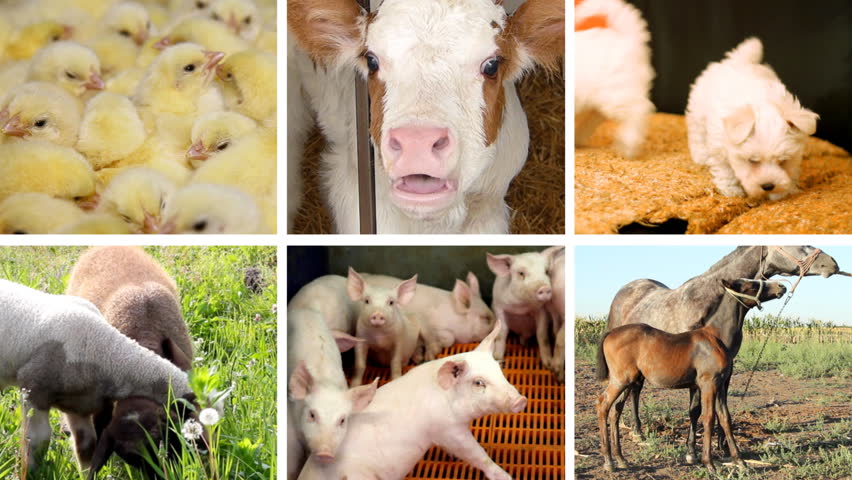 Farm Animal Multiscreen: Cows, Horses, Pigs, Chicken, Fish, Bees, Goats ...