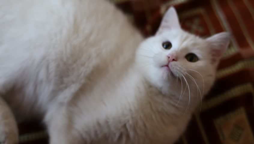 Stock Video Clip of white cat playing on the couch | Shutterstock
