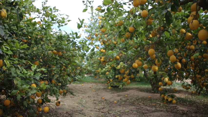Lemons Growing On Tree in Stock Footage Video (100% Royalty-free ...