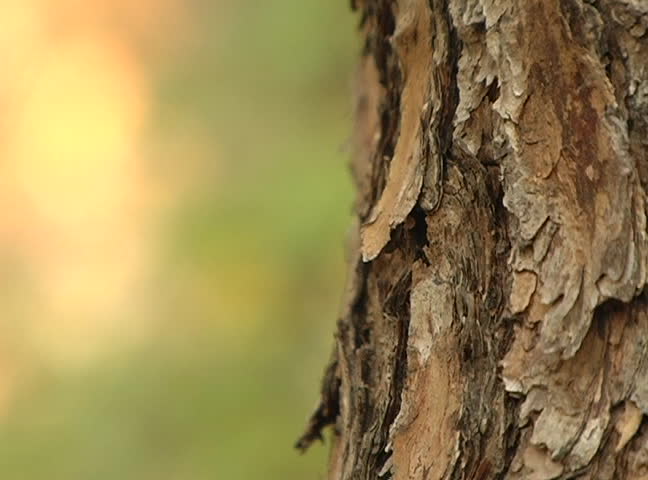 Stock video of ants crawling down a pine tree | 91126 | Shutterstock