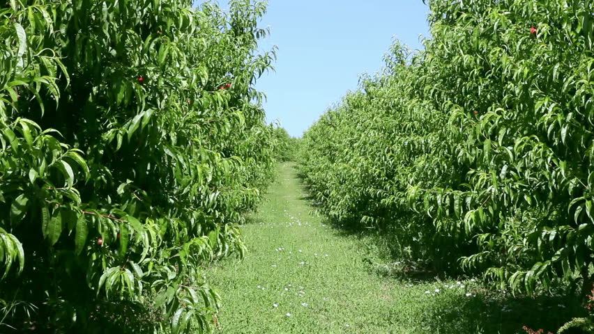 Dolly Shot Of Apricot Trees In A Farm/Apricot Trees In A Farm Stock ...