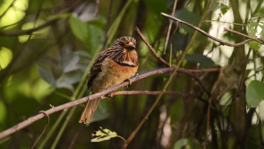 Philippine Coucal (Centropus Viridis) In Mindanao,Philippines Stock ...