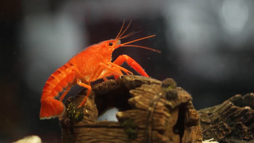 Mexican Orange Freshwater Crayfish in Stock Footage Video (100% Royalty ...