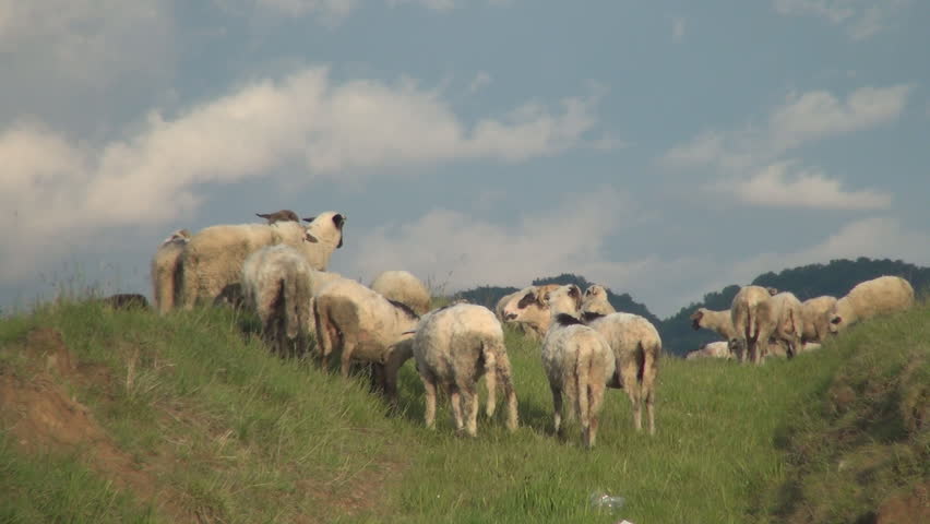 Young Sheep Playing On the Stock Footage Video (100% Royalty-free ...