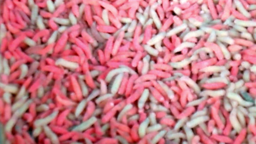 Macro Group of Maggots Stock Footage Video (100% Royalty-free) 9226016 ...
