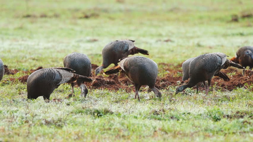 Wild Turkey Walking, Flying And Scratching In Ground And Snow In Winter ...
