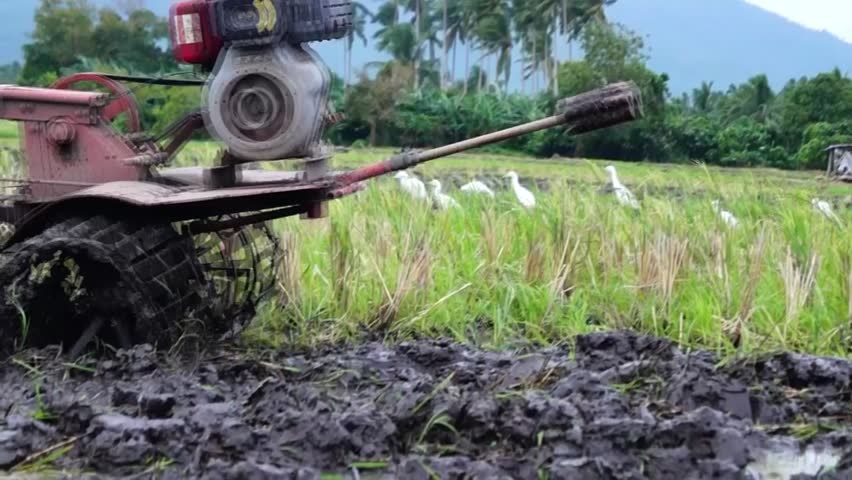 LAGUNA, PHILIPPINES - DECEMBER 19, 2014: Farm Worker Uses Hand Tractor ...