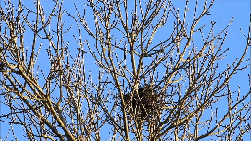 Crows ,raven, Nest Building In A Tree, Spring, Sweet Home Stock Footage ...