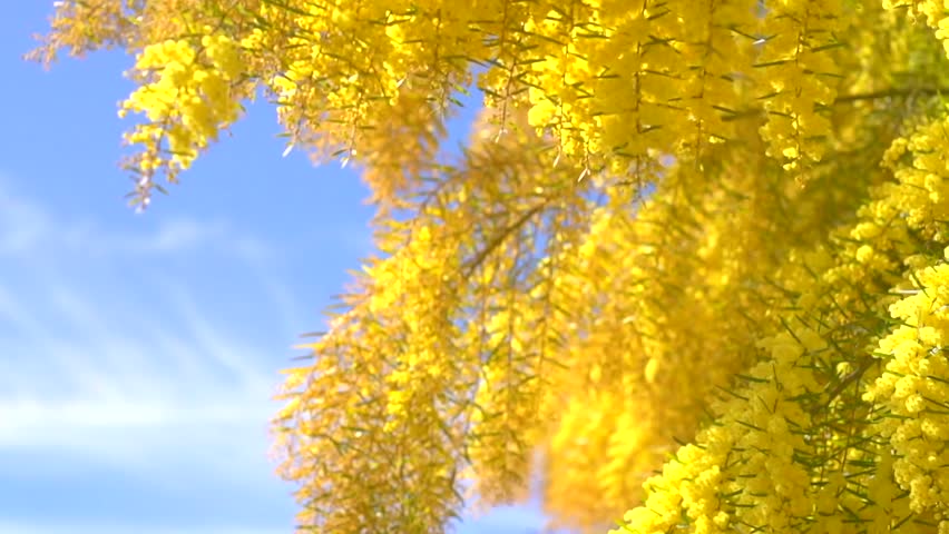 Mimosa. Mimosa Spring Flowers Easter Background. Blooming Mimosa Tree ...